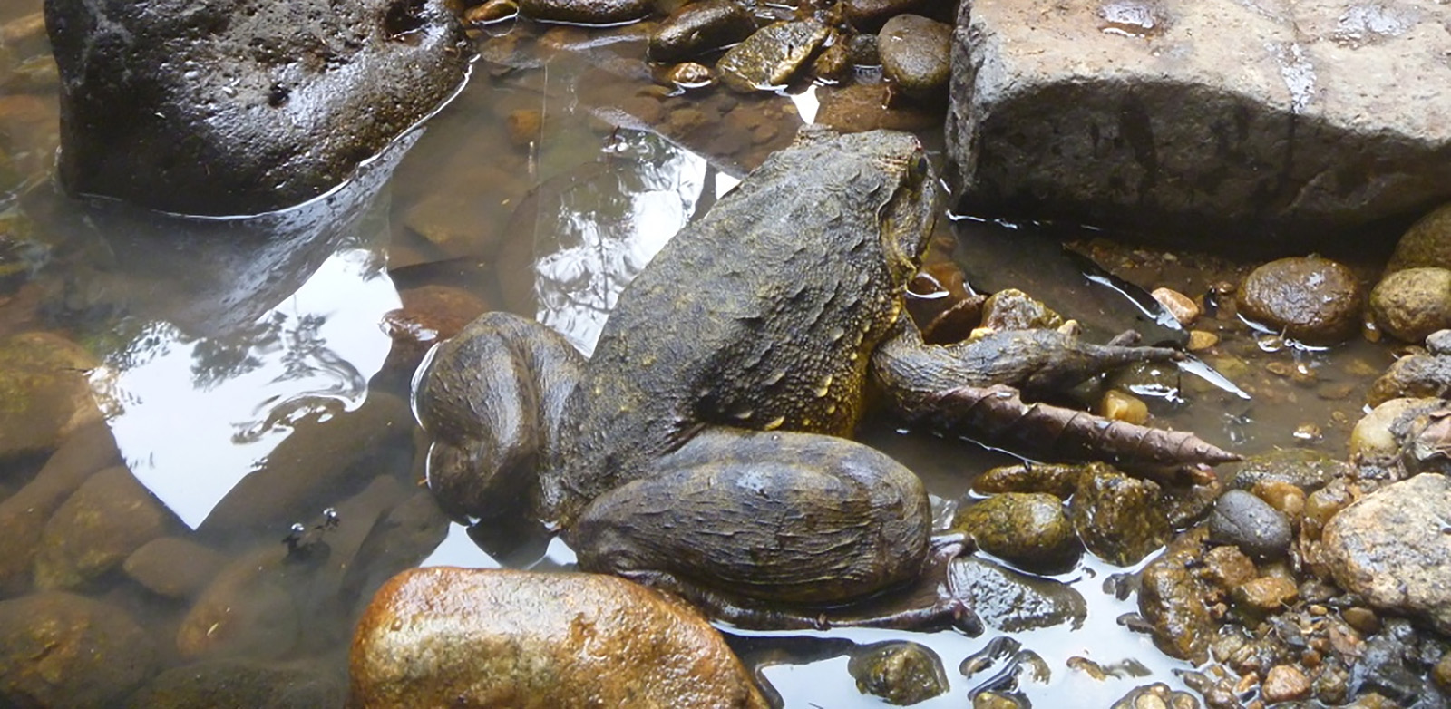 African Goliath Frog