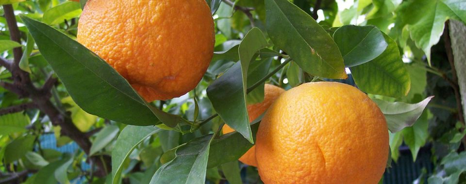 Restive Anglophone Crisis Plunges Bush Mango Sales | The Green Vision ...